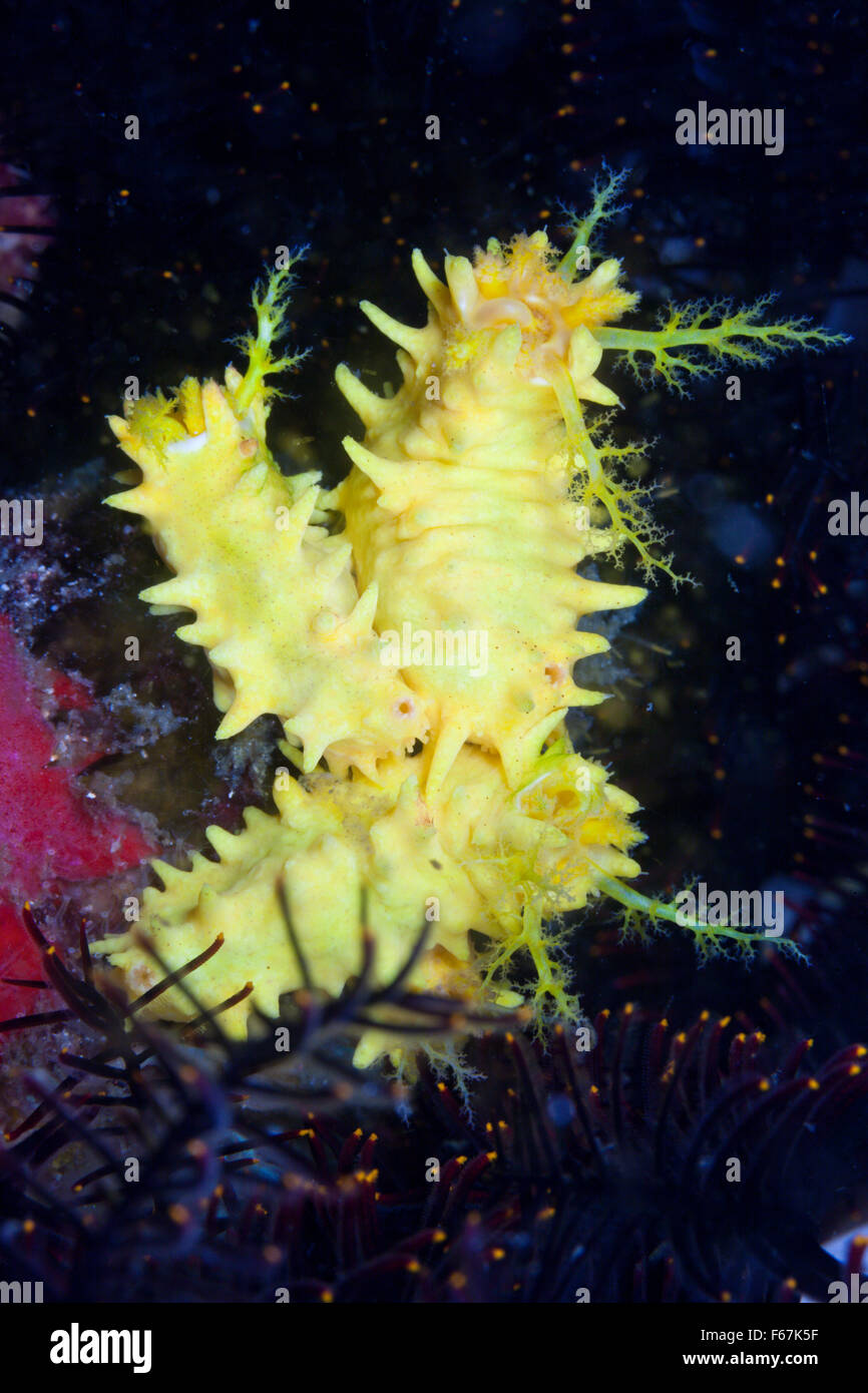 Yellow Sea Cucumber, Colochirus robustus, Komodo National Park ...