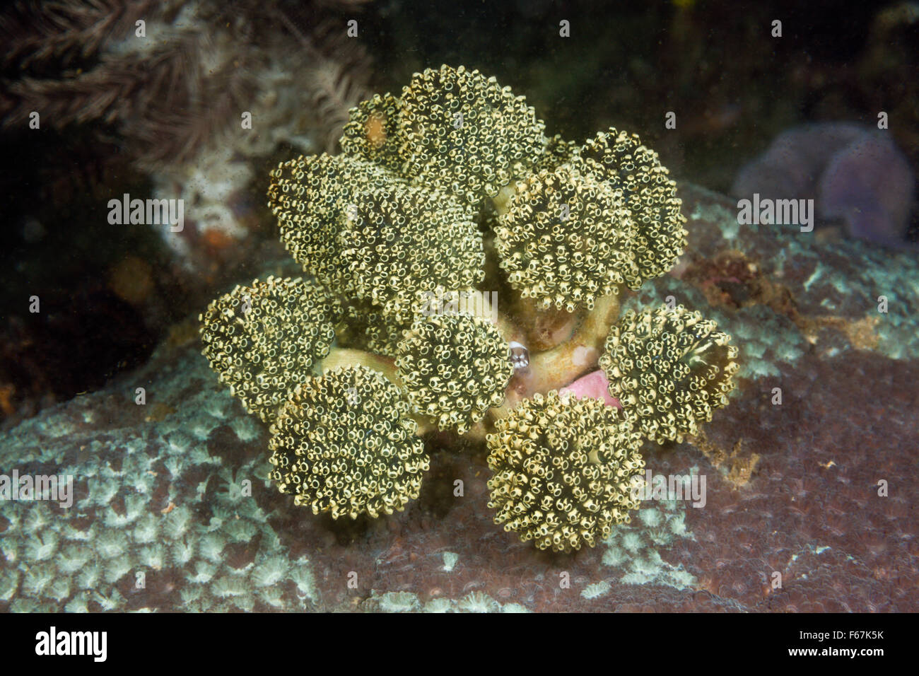 Stalked Green Ascidian, Oxycorynia fascicularis, Komodo National Park ...