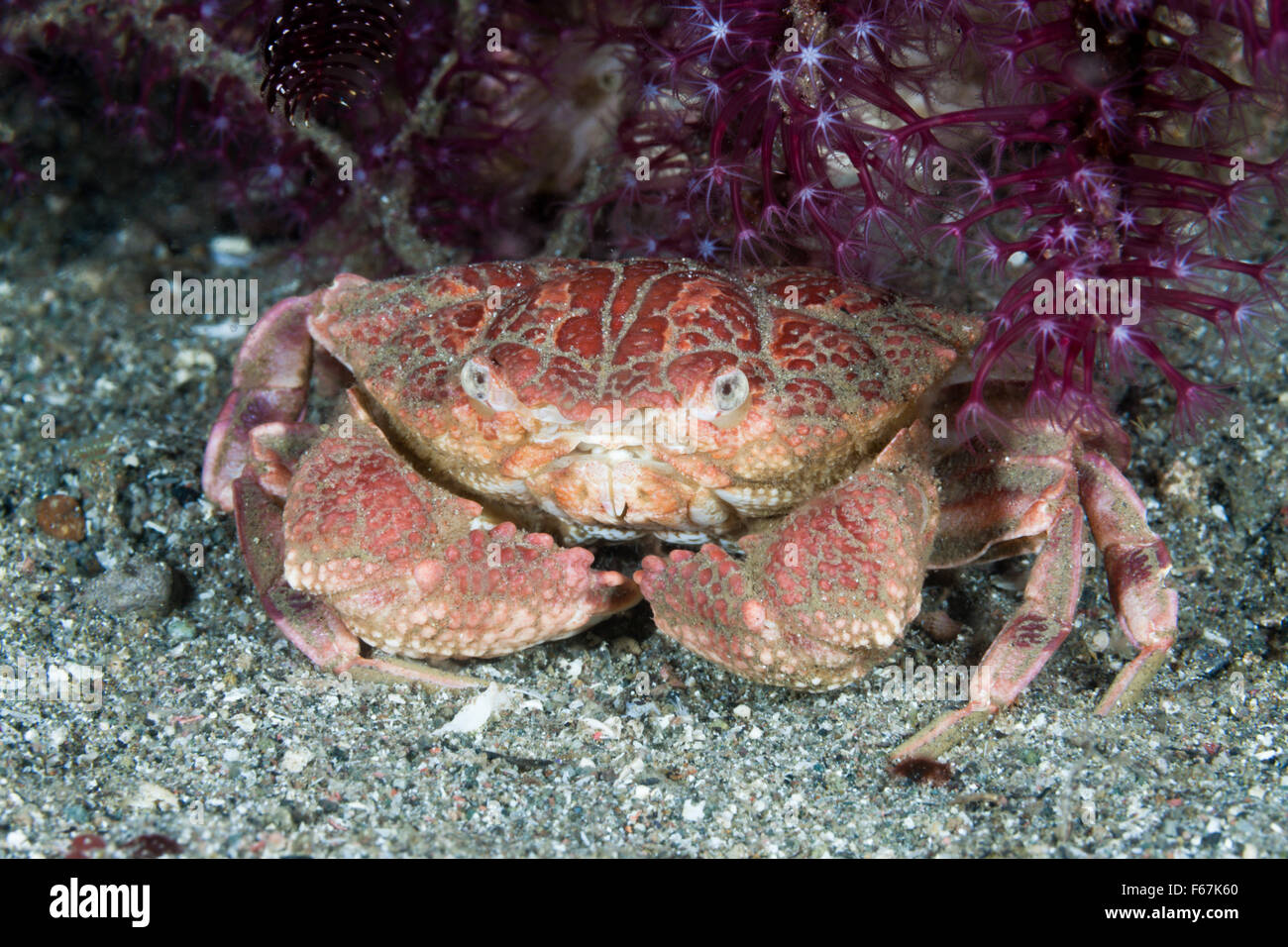 Splendid Red Spooner Crab, Etisus splendidus, Komodo National Park ...