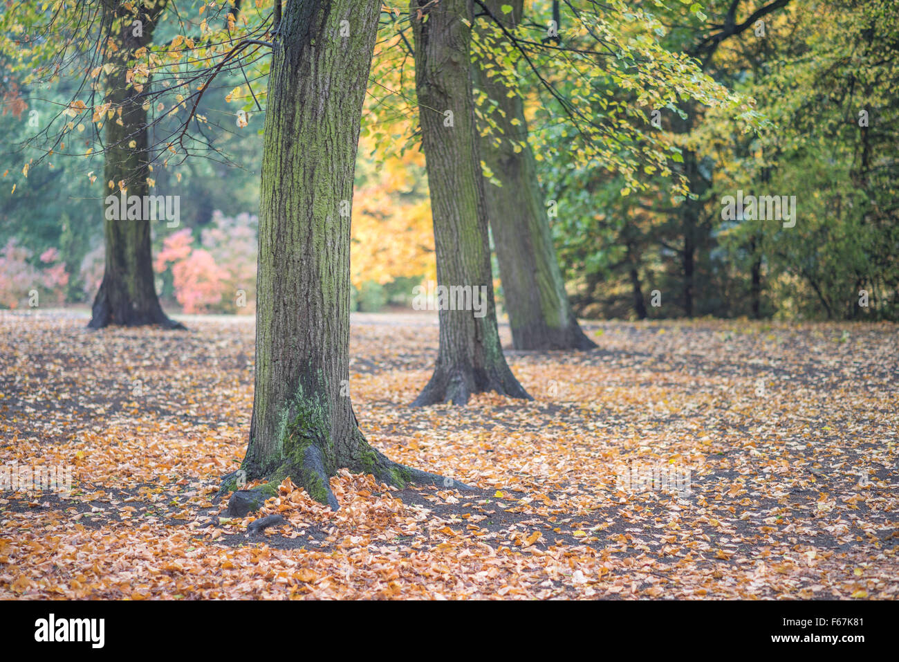 Colors of Autumn Fall colors Stock Photo - Alamy
