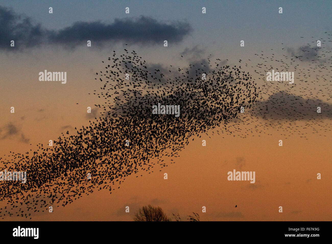 Mumuration hi-res stock photography and images - Alamy