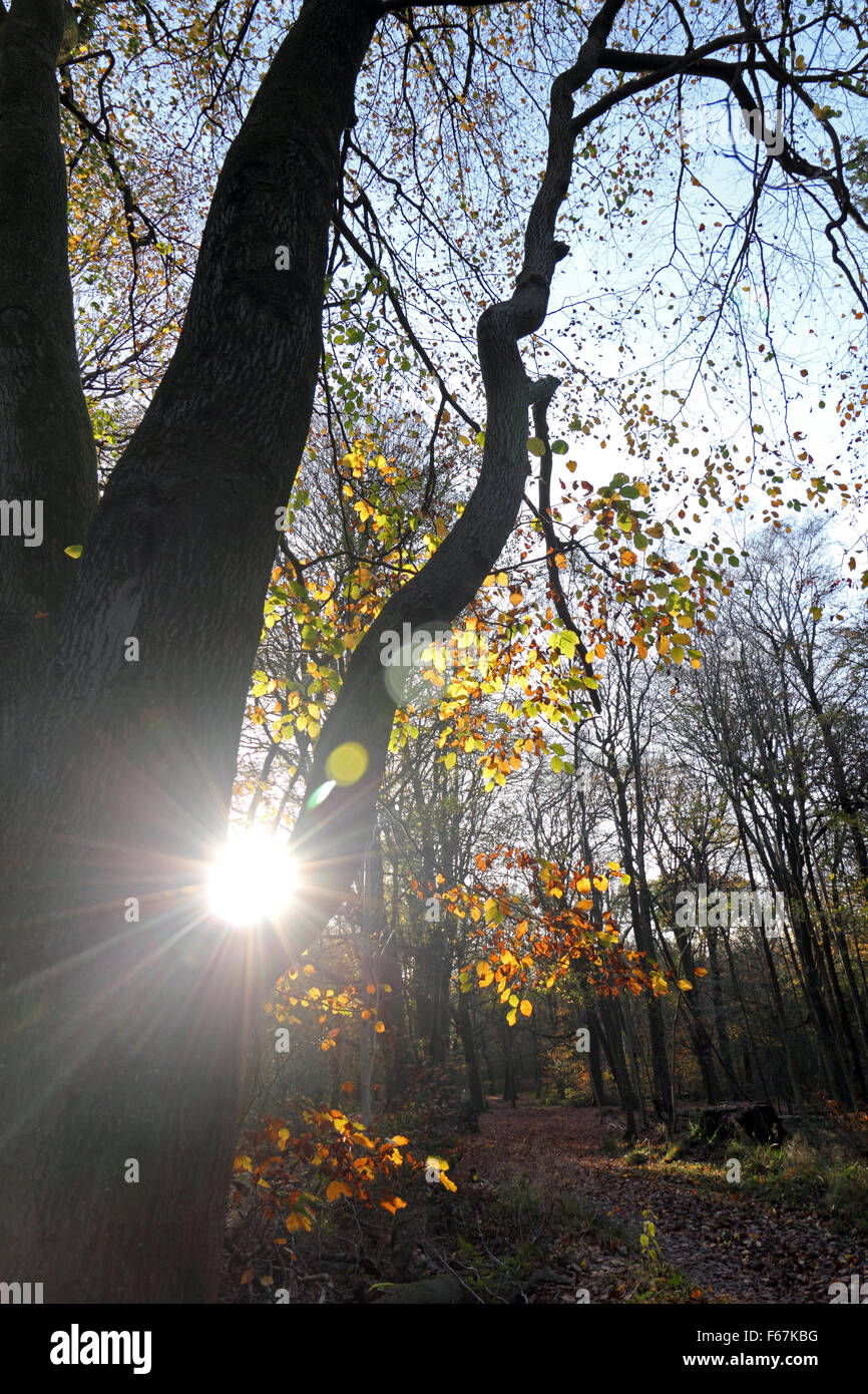 Gomshall surrey hi-res stock photography and images - Alamy