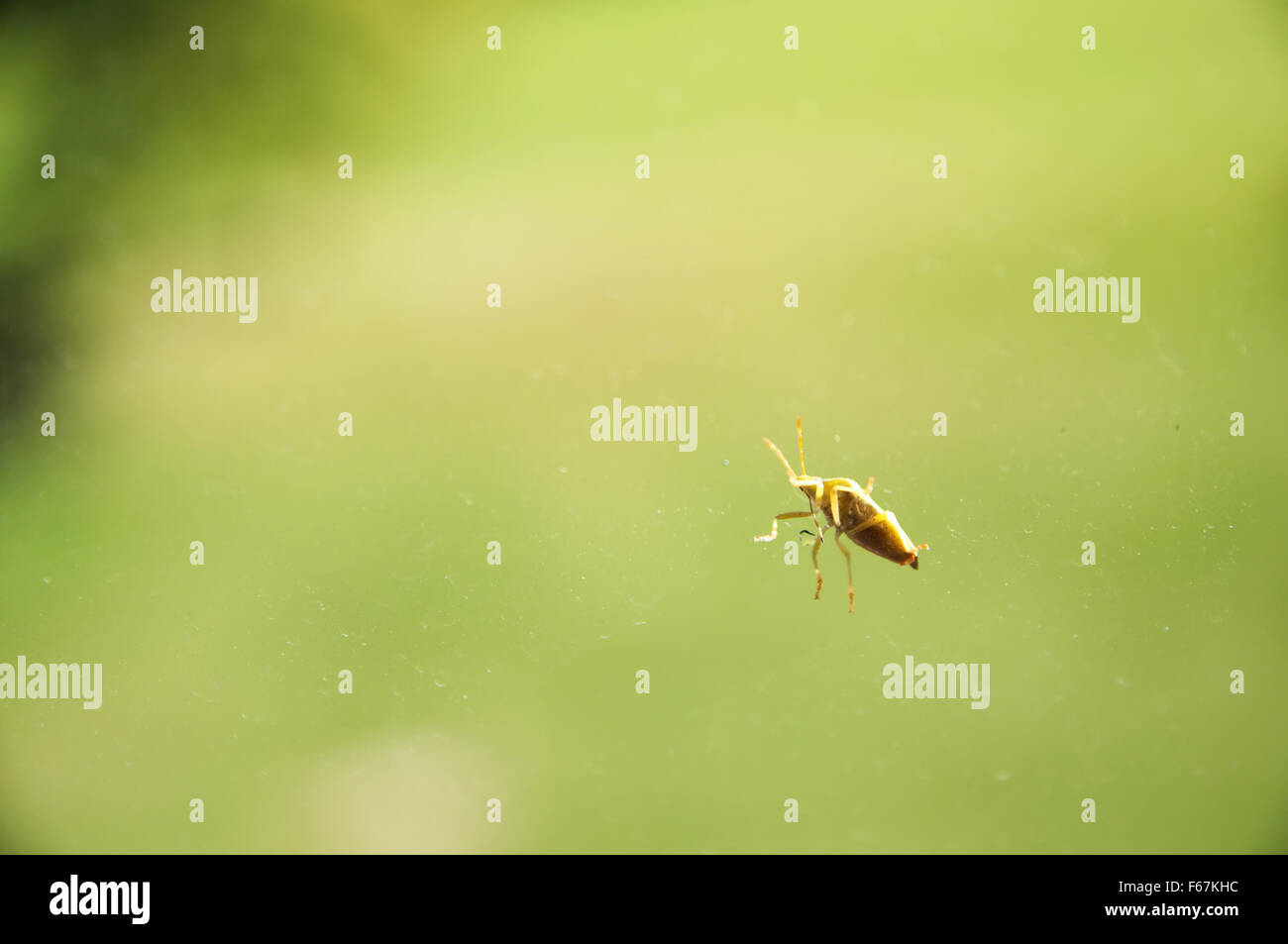 beetle on window Stock Photo - Alamy