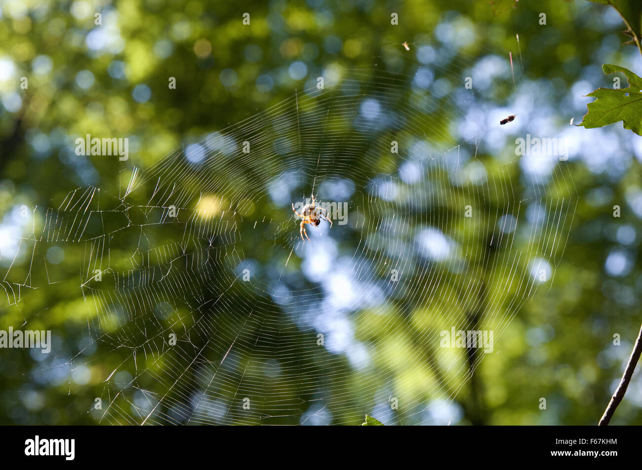 spider on the spider web Stock Photo - Alamy
