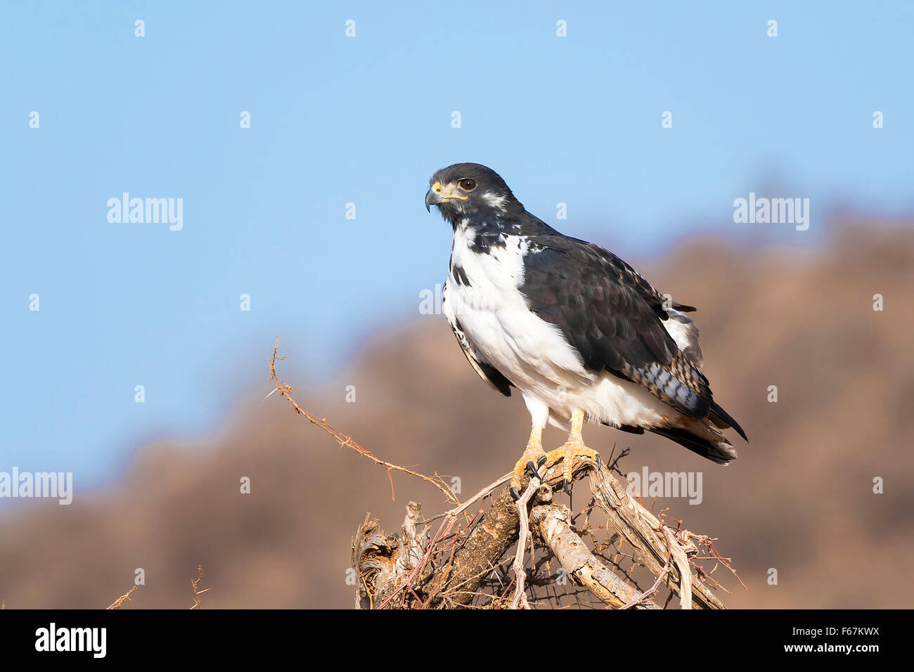 Augur buzzard (Buteo augur), adult sitting in dry treetop, Samburu ...