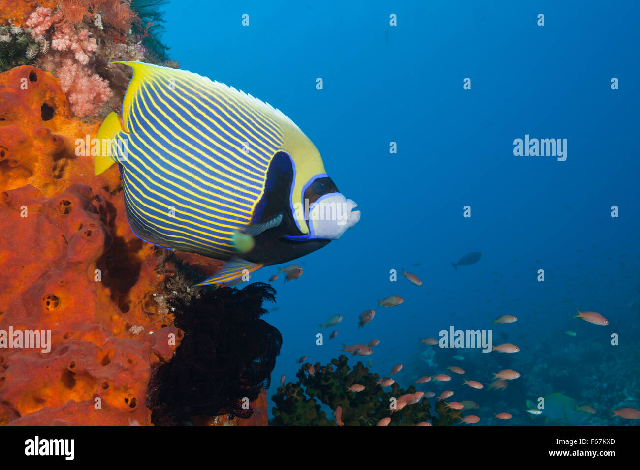 Emperor Angelfish in Coral Reef, Pomacanthus imperator, Komodo National ...
