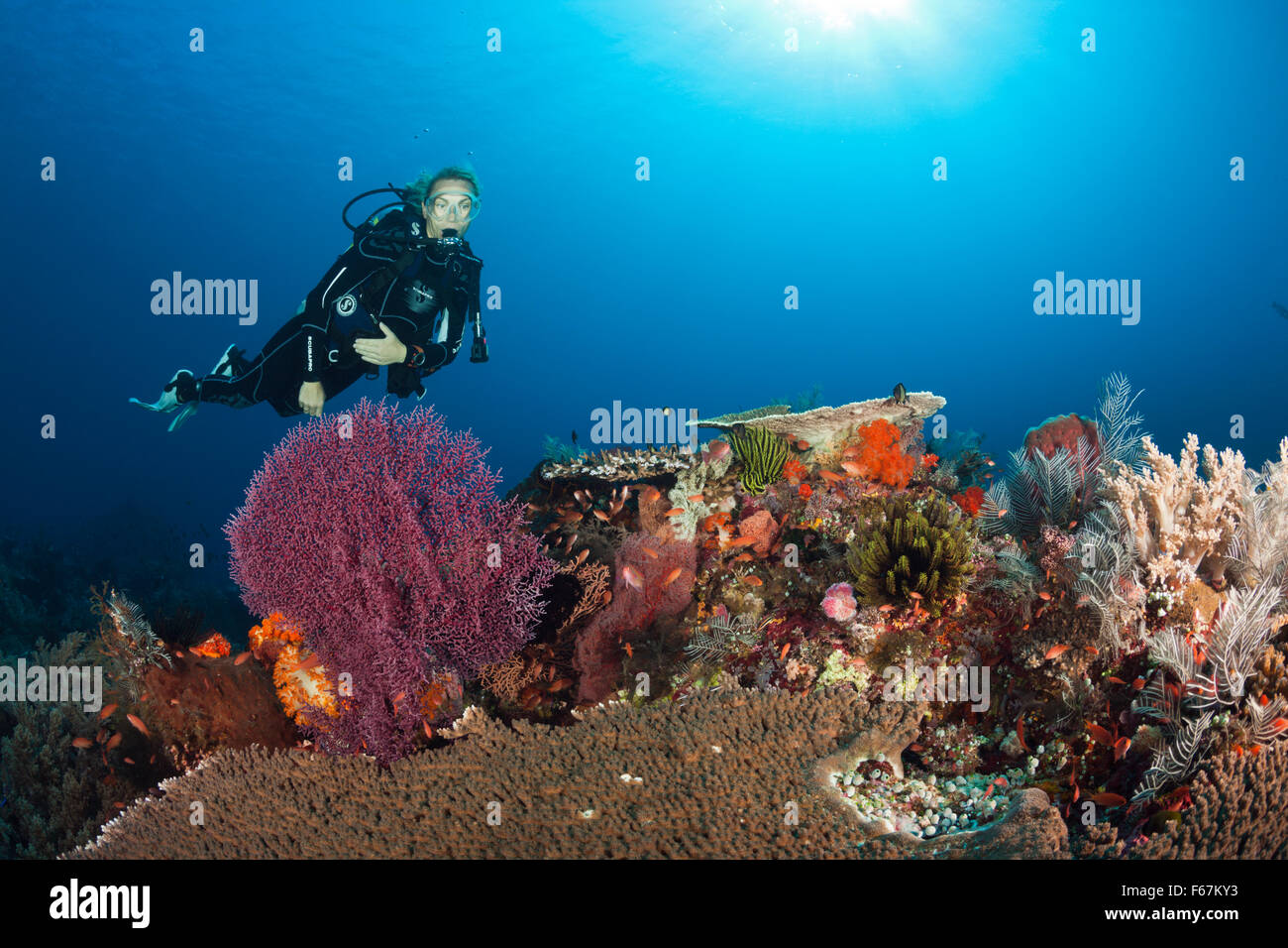 Scuba diving komodo hi-res stock photography and images - Alamy