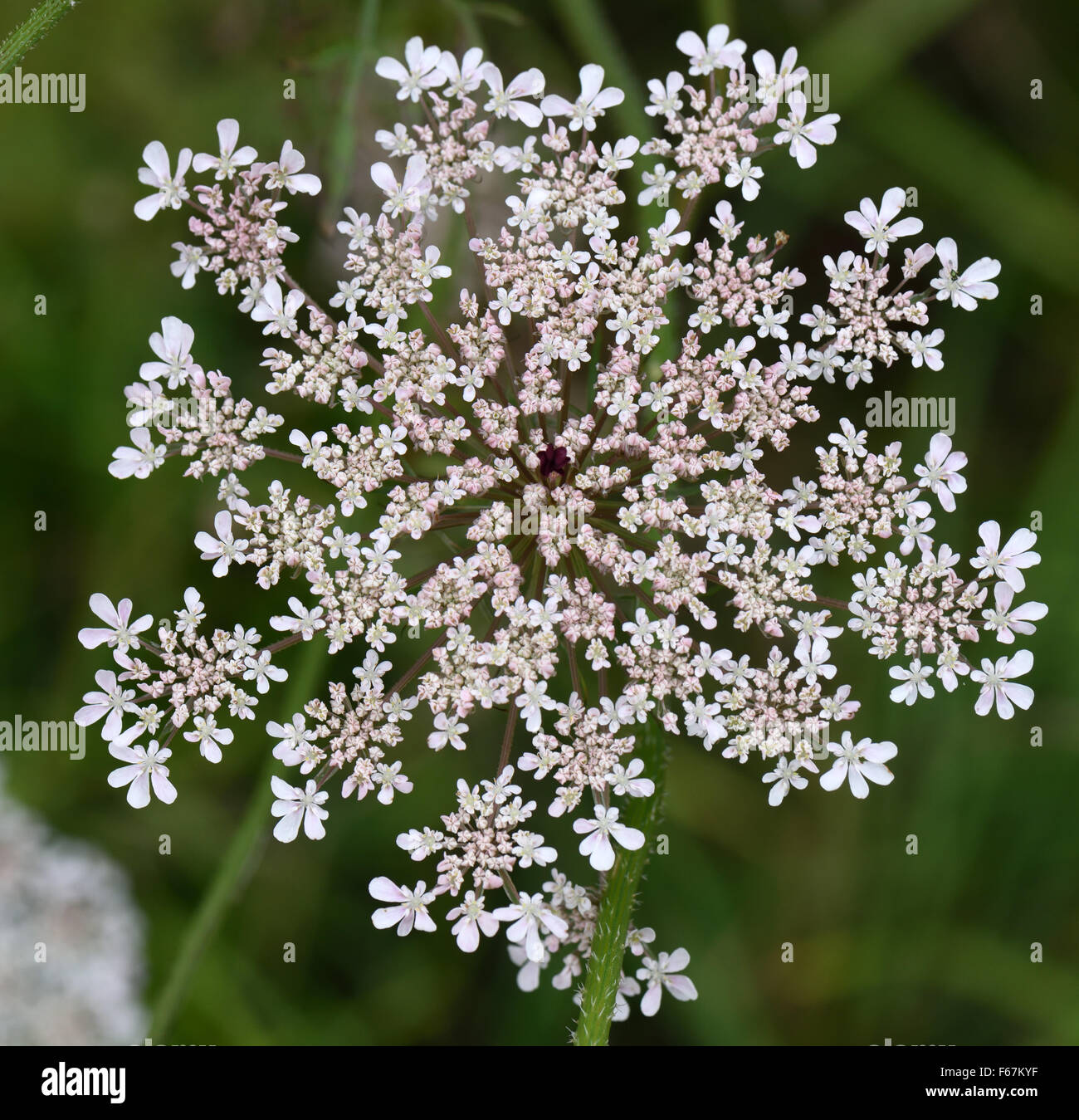 Umbel carrot hi-res stock photography and images - Alamy