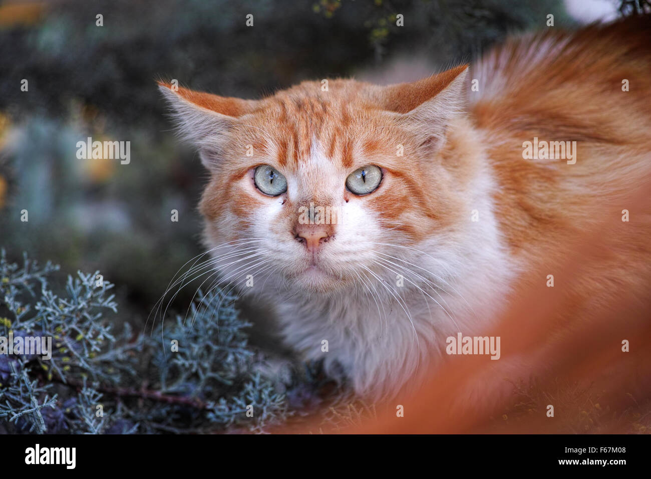Close up stray cat hi-res stock photography and images - Alamy