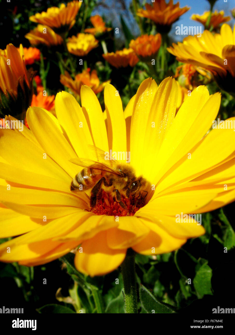 A bee gathers pollen on a yellow daisy in the garden Stock Photo - Alamy