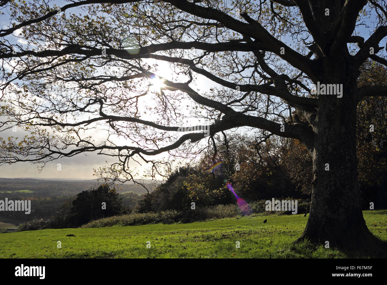 Newlands corner tree hi-res stock photography and images - Alamy