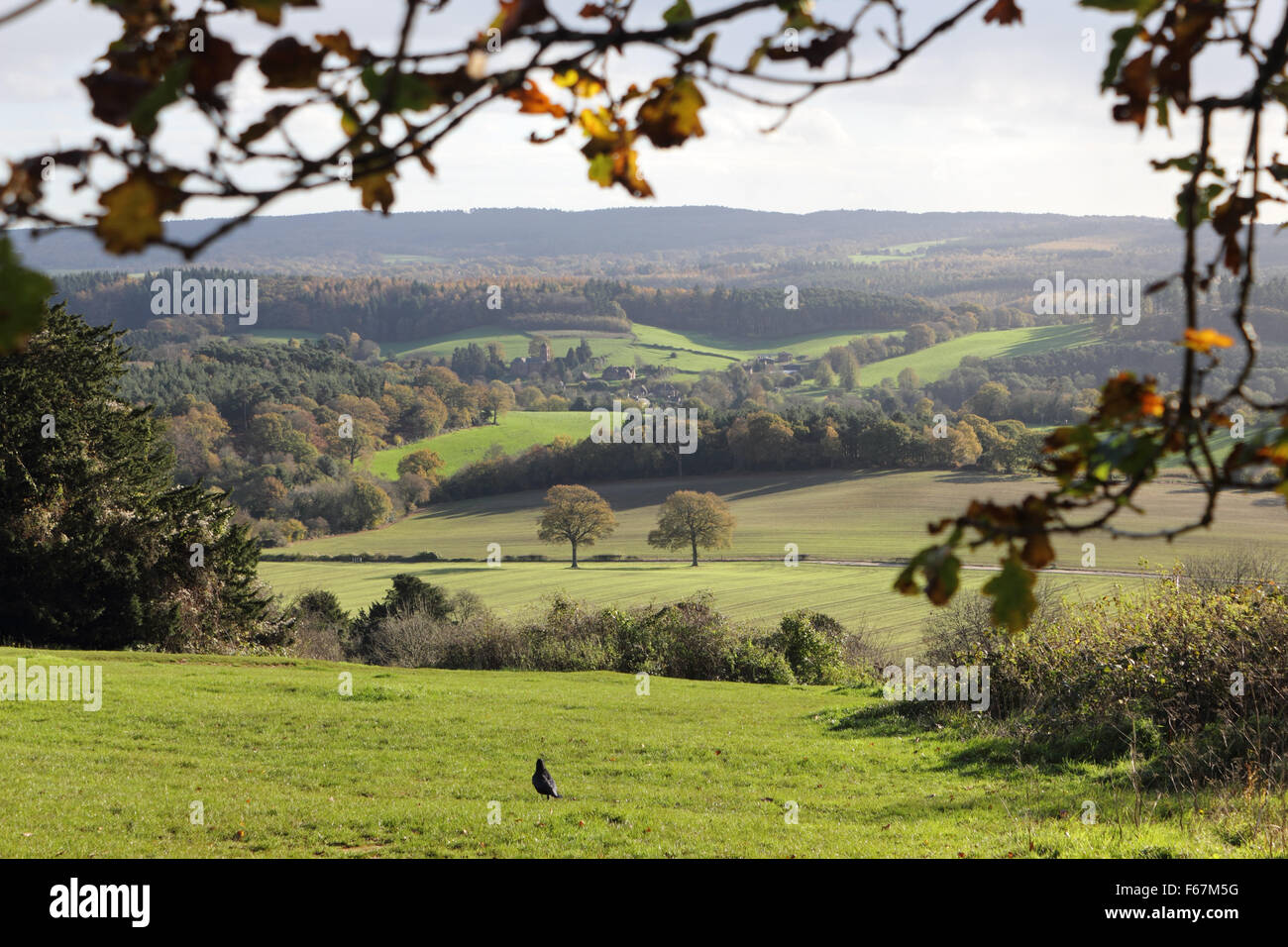Beautiful surrey countryside hi-res stock photography and images - Alamy