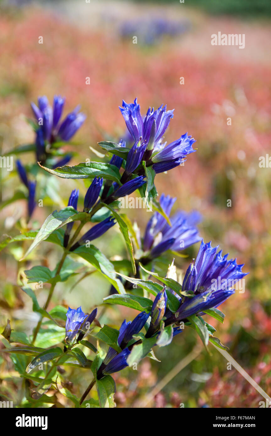 Mountain plant willow gentian blooms in autumn Stock Photo - Alamy