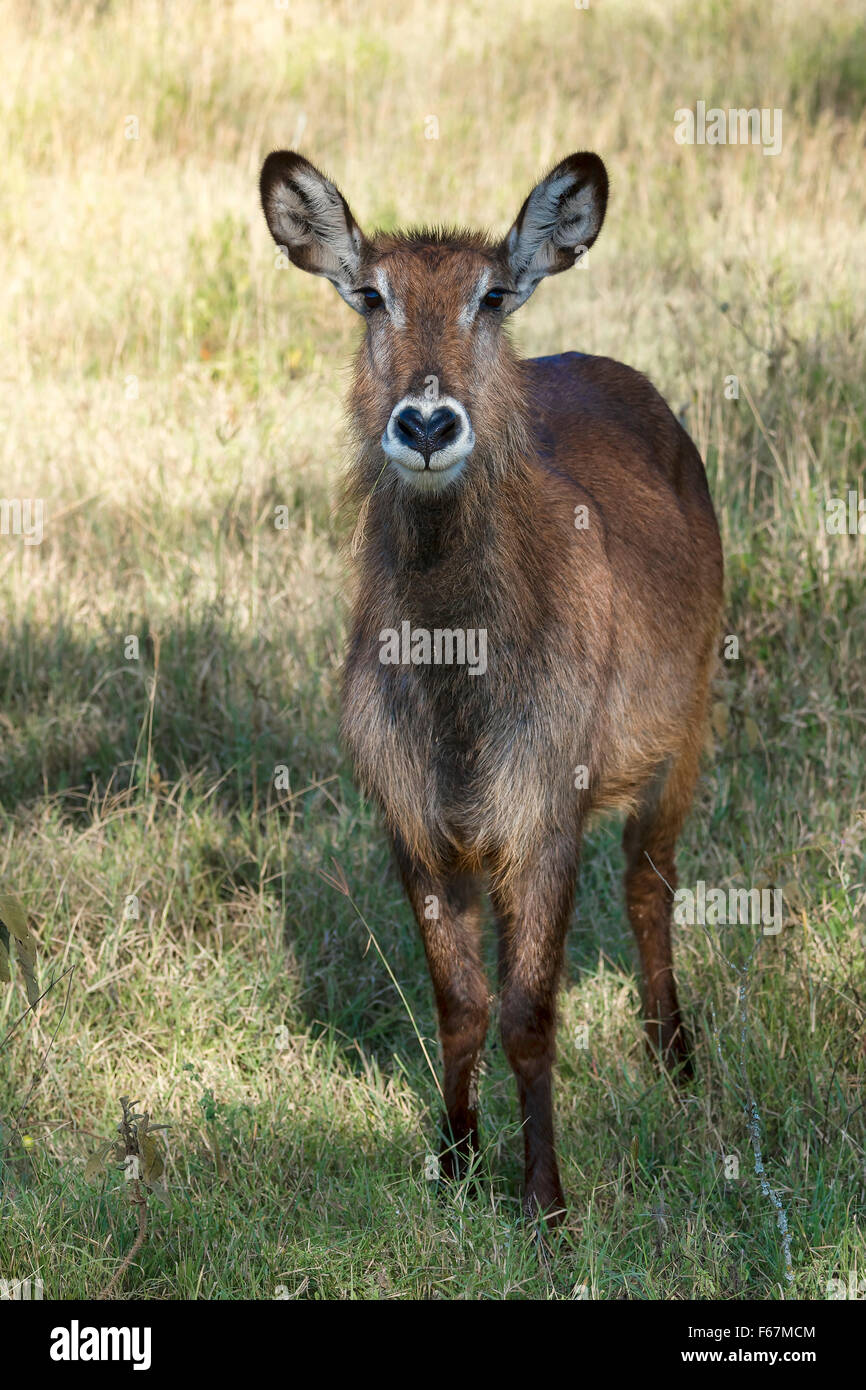Defassa waterbuck (Kobus ellipsiprymnus defassa), female, Lake Nakuru ...