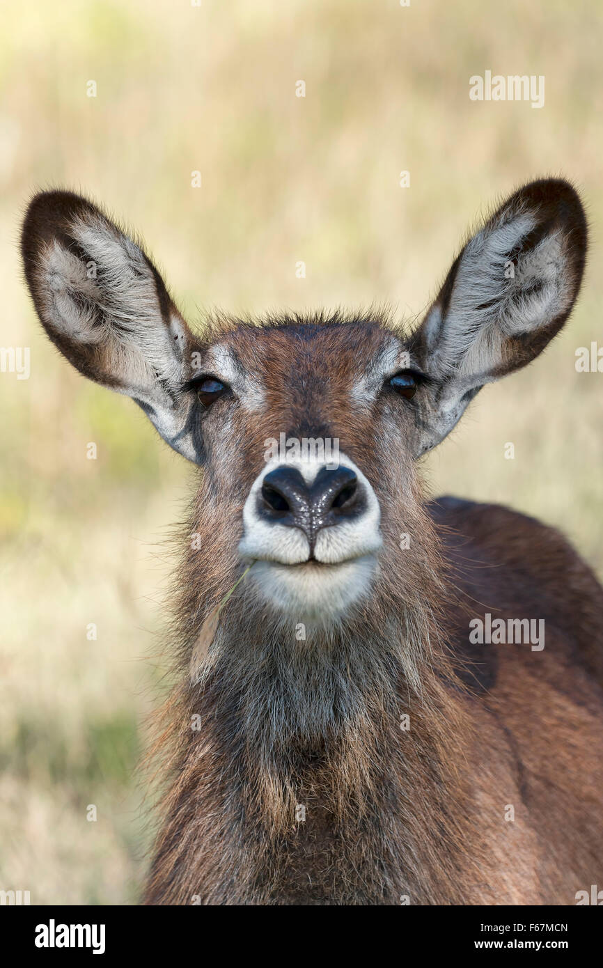 Defassa waterbuck (Kobus ellipsiprymnus defassa), female, portrait ...