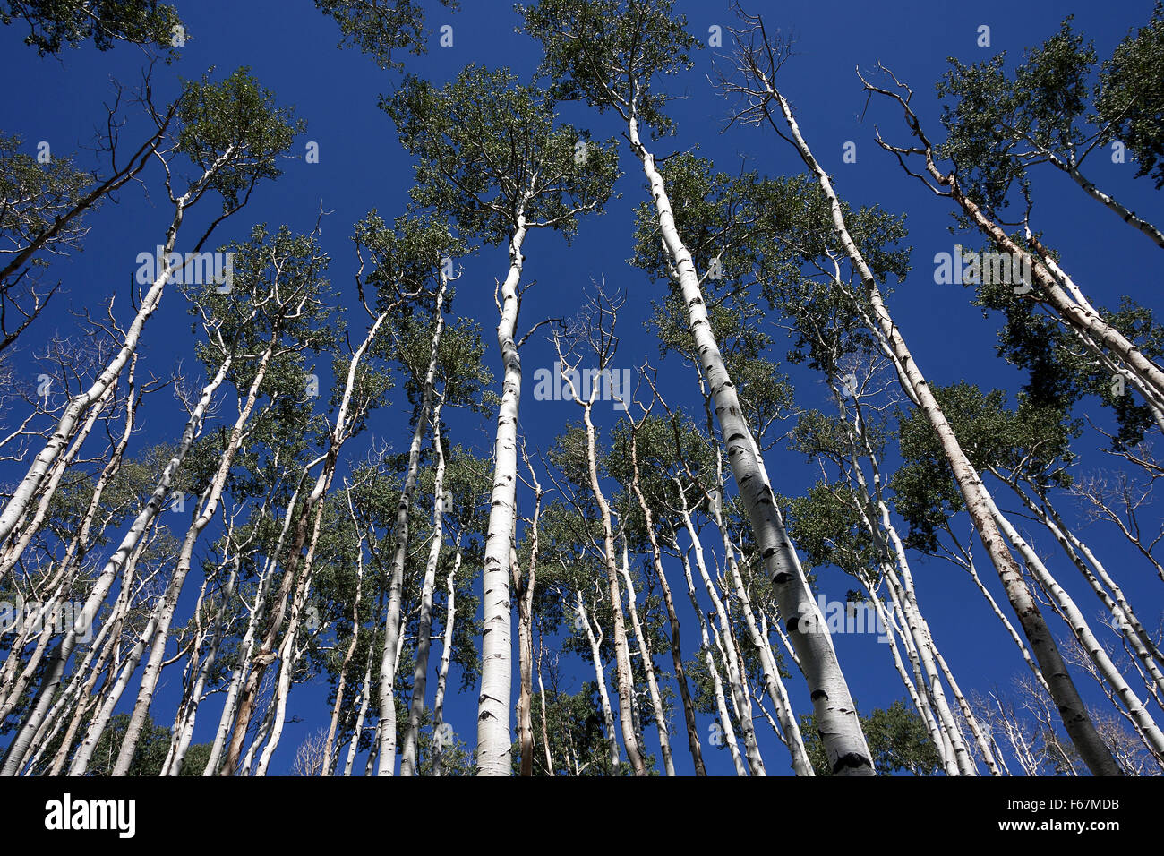 Poplars (Populus tremuloides) against blue sky, Boulder Mountains, Utah ...