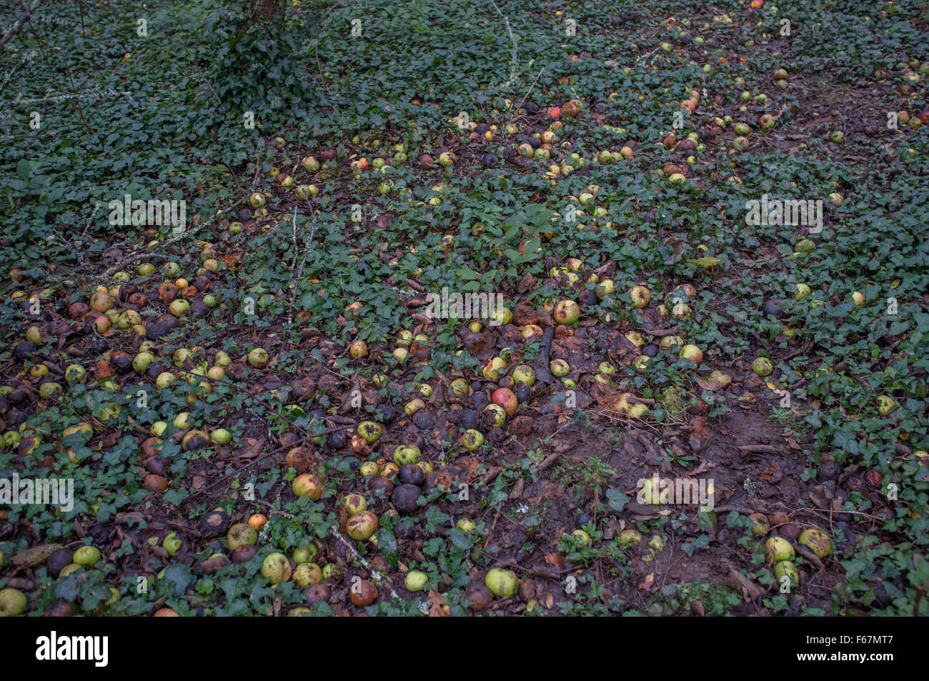 Rotting apples hi-res stock photography and images - Alamy