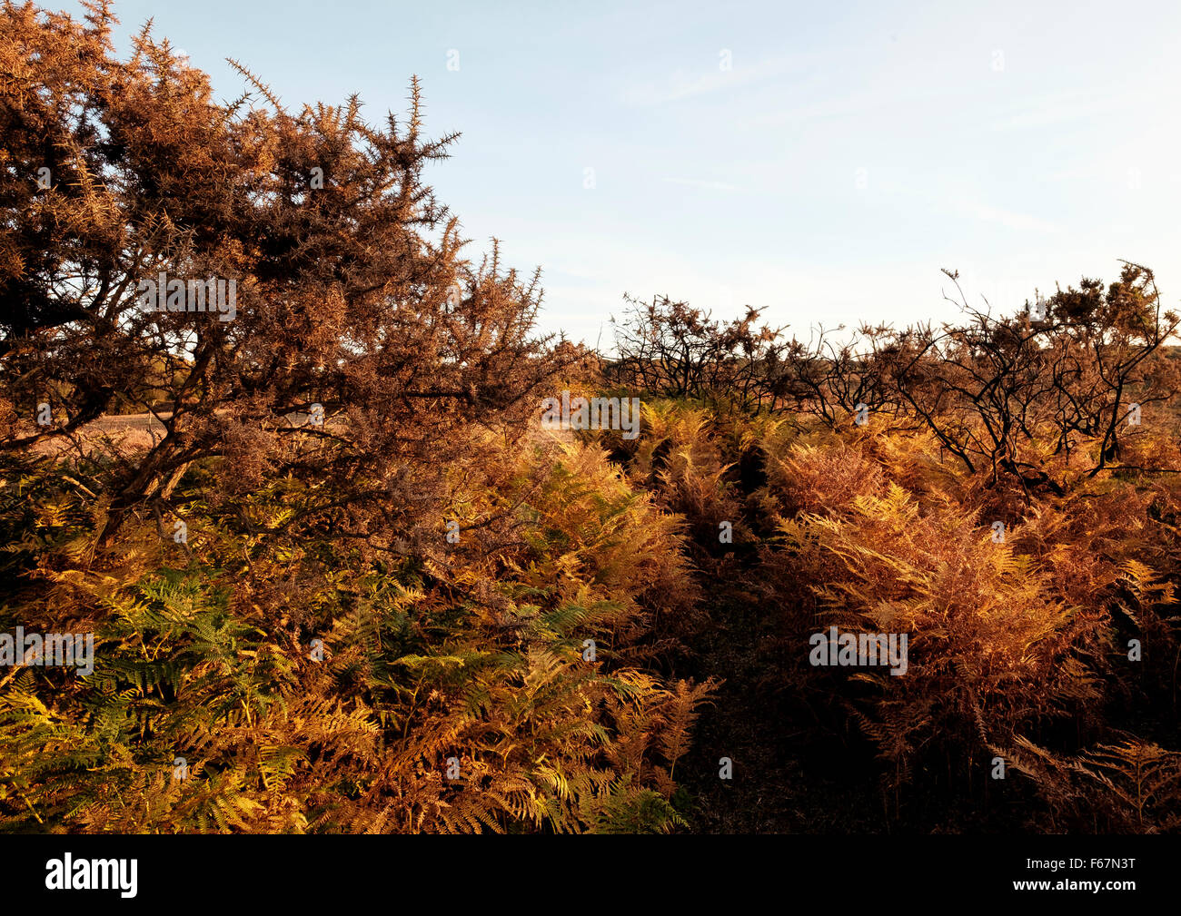 Linwood New Forest Uk 25 October 2015 Golden Hues Of Gorse And Bracken On Heathland In The