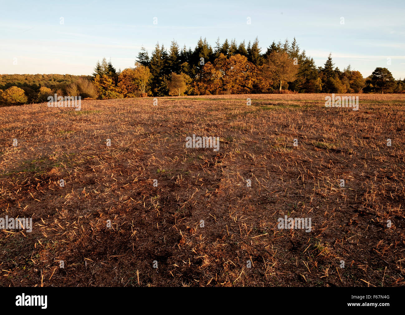 Landscape linwood stripped sunset tended trimmed vegetation clearance ...