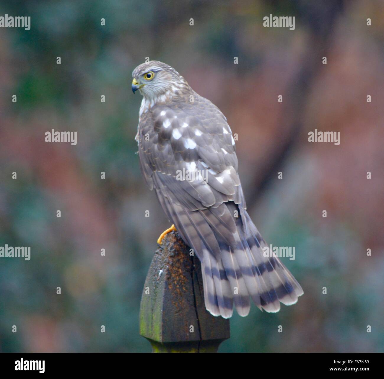 wildlife, sharp shinned hawk Stock Photo - Alamy