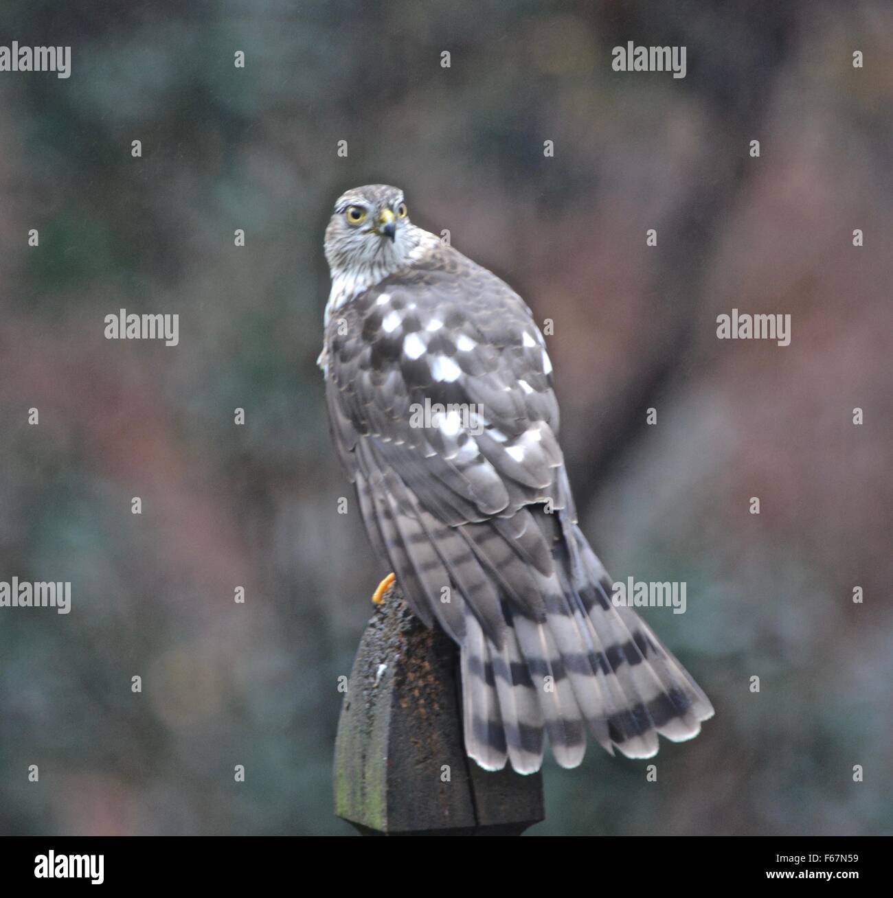 wildlife, sharp shinned hawk Stock Photo - Alamy