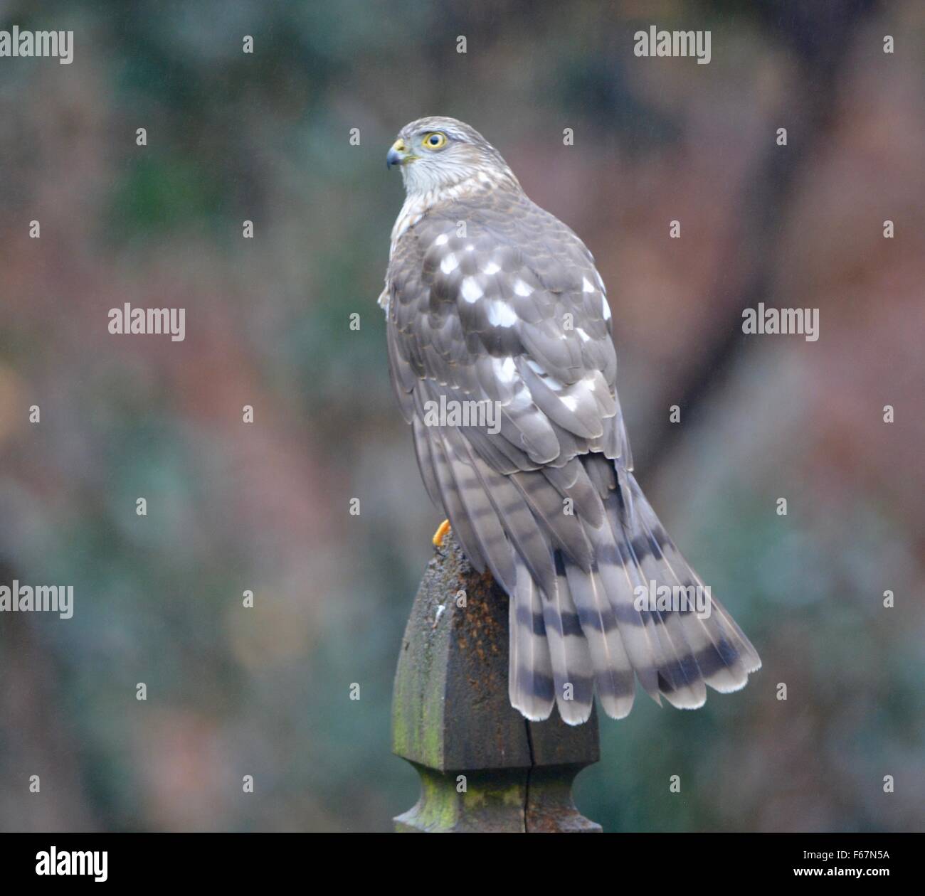 wildlife, sharp shinned hawk Stock Photo - Alamy