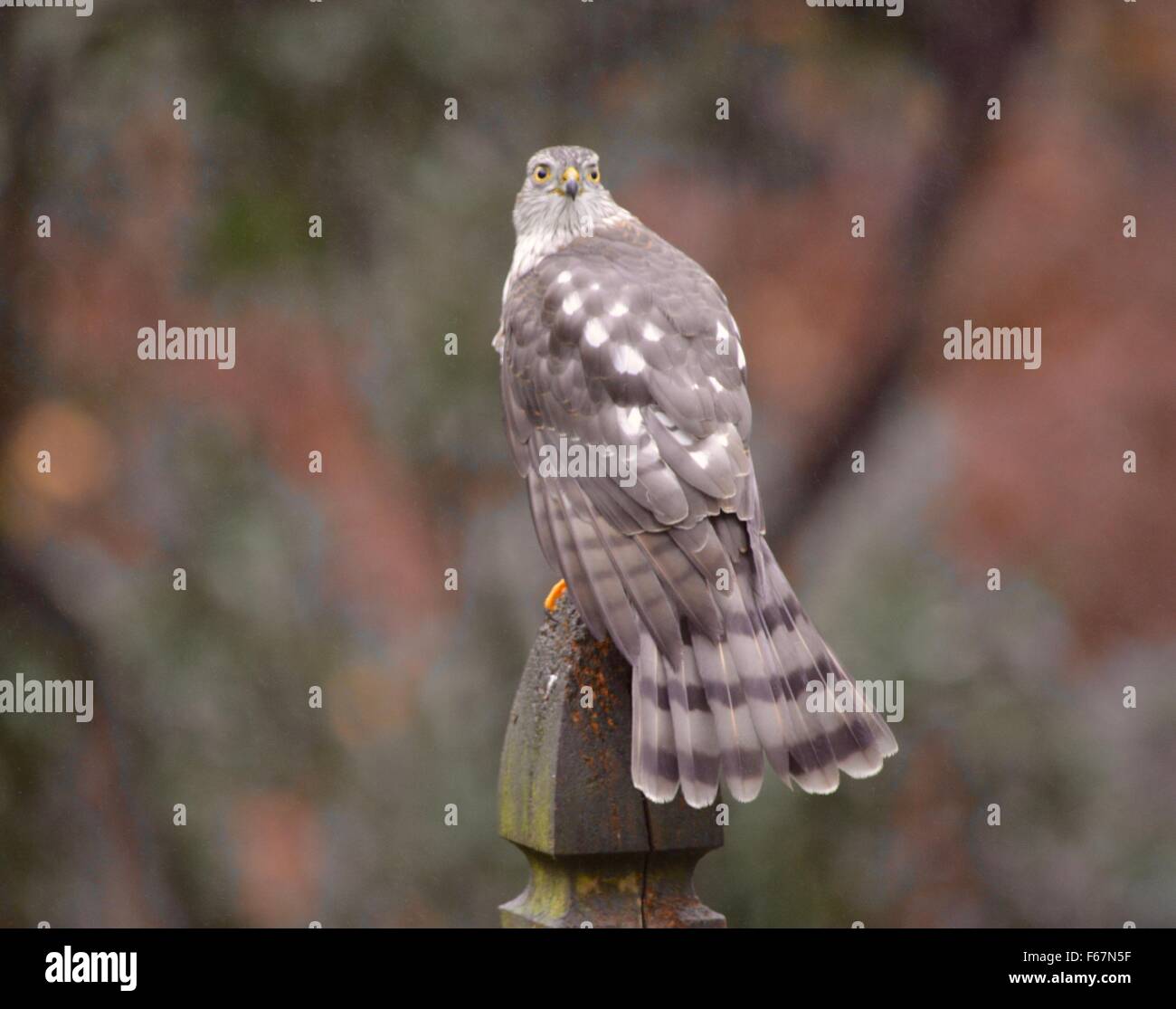 wildlife, sharp shinned hawk Stock Photo - Alamy