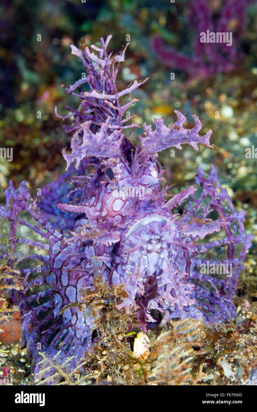 Weedy Scorpionfish, Rhinopias frondosa, Komodo National Park, Indonesia ...