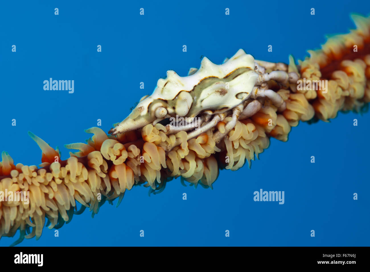 Wire Coral Spider Crab, Xenocarcinus conicus, Komodo National Park ...