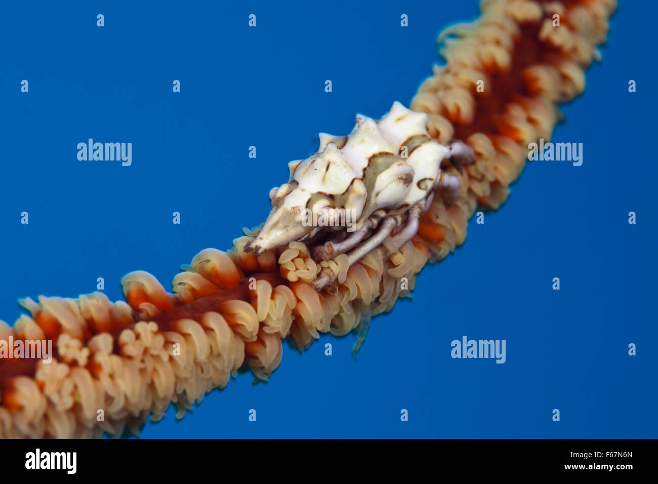 Wire Coral Spider Crab, Xenocarcinus conicus, Komodo National Park ...