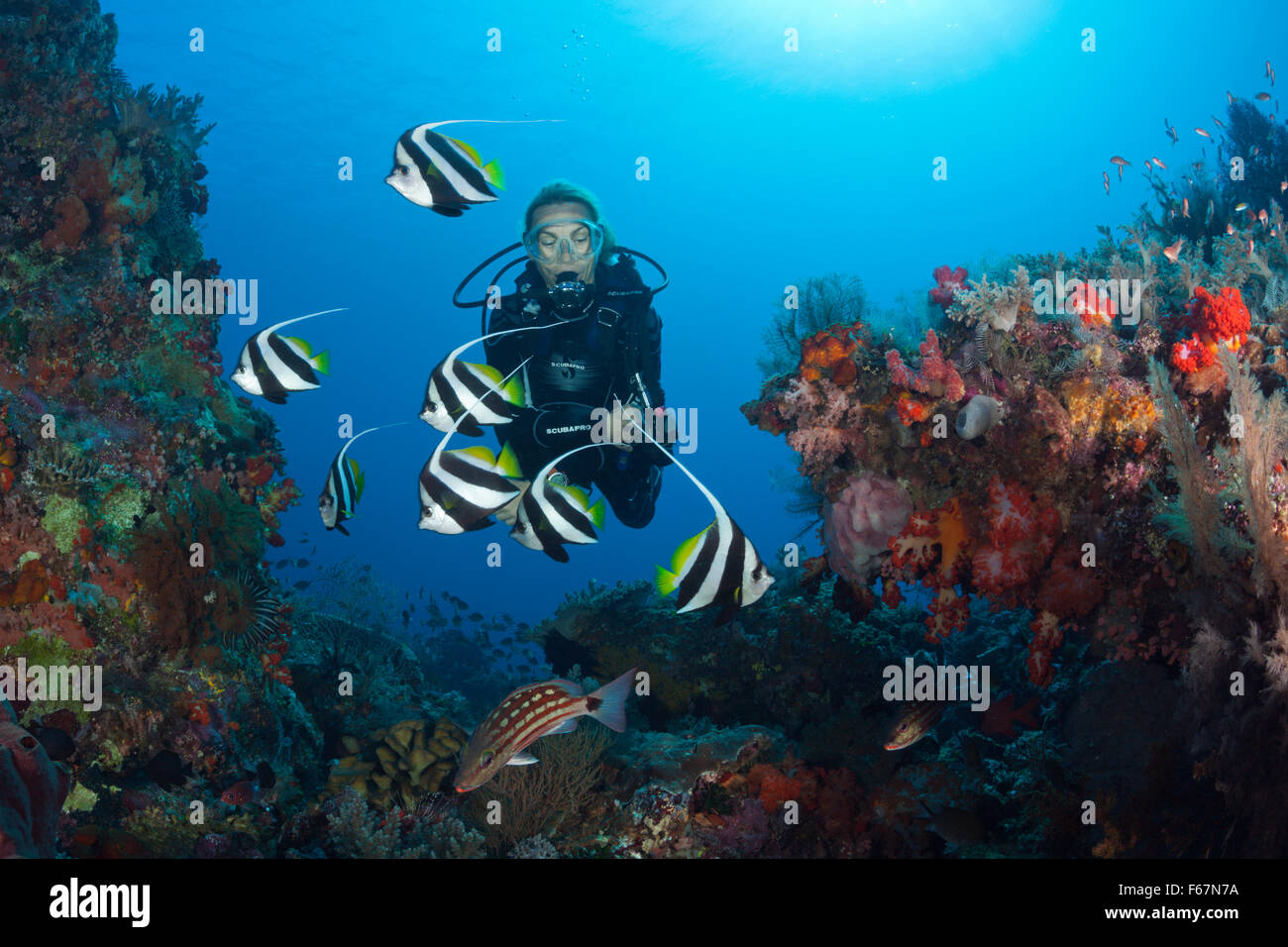 Scuba diver over Coral Reef, Komodo National Park, Indonesia Stock ...
