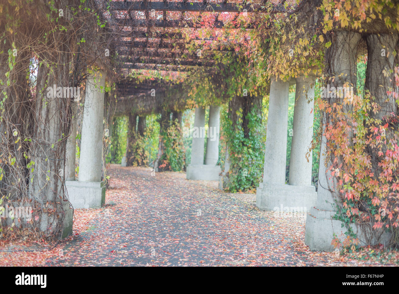 Pergola overgrown by colorful autumn creeper Wroclaw Centennial Hall ...