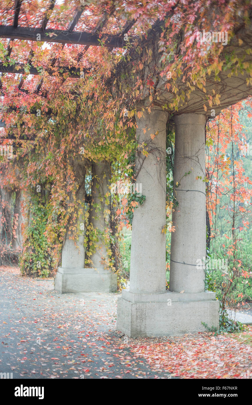 Pergola overgrown by colorful autumn creeper Wroclaw Centennial Hall ...