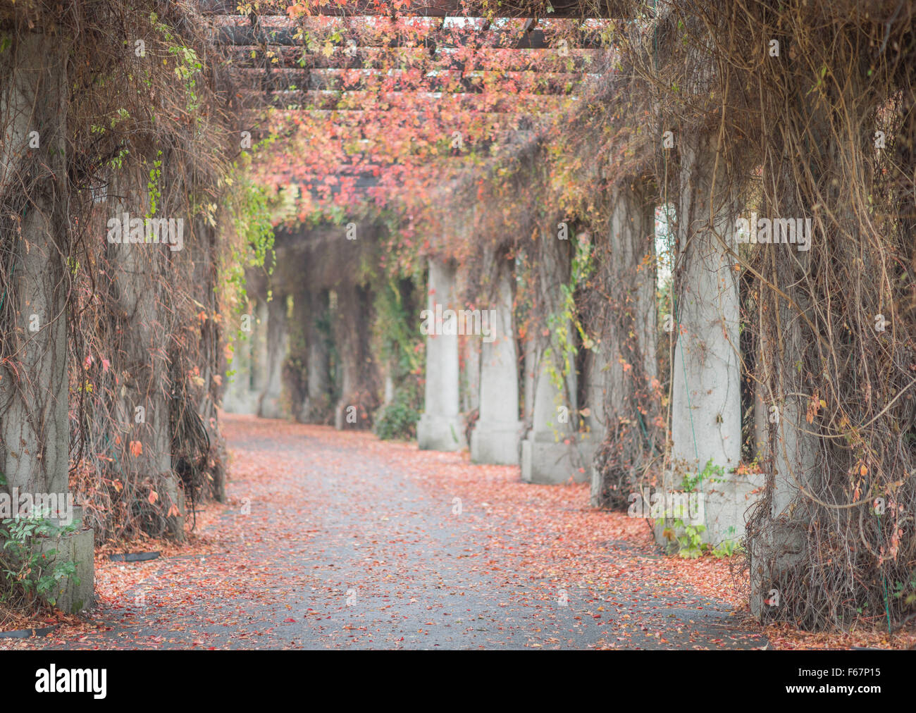 Pergola overgrown by colorful autumn creeper Wroclaw Centennial Hall ...