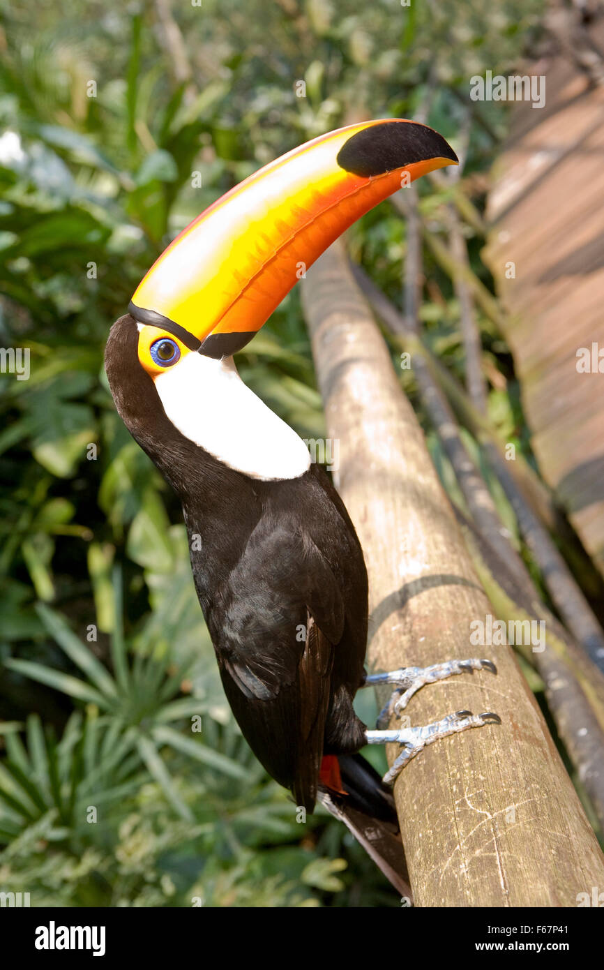 Amazon Ramphastos Toco Stock Photos & Amazon Ramphastos Toco Stock ...