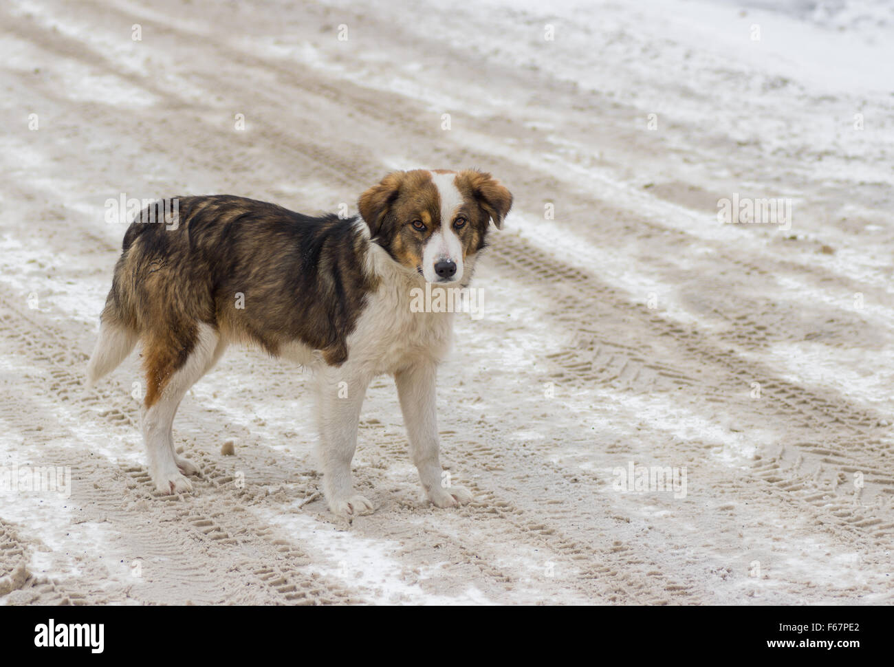 Cute young stray dog is begging for some food on winter street Stock ...