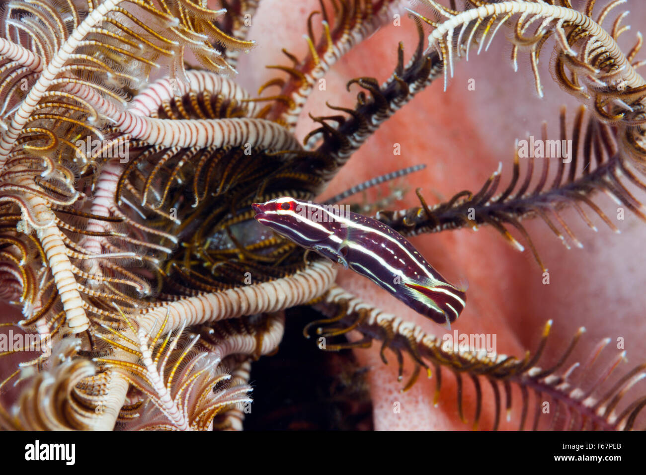 Crinoid Clingfish, Discotrema crinophila, Bali, Indonesia Stock Photo ...