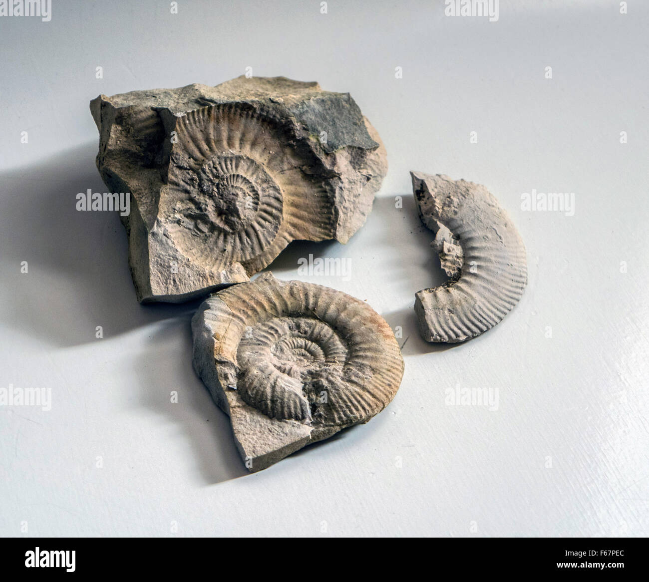 Ammonite fossils hi-res stock photography and images - Alamy