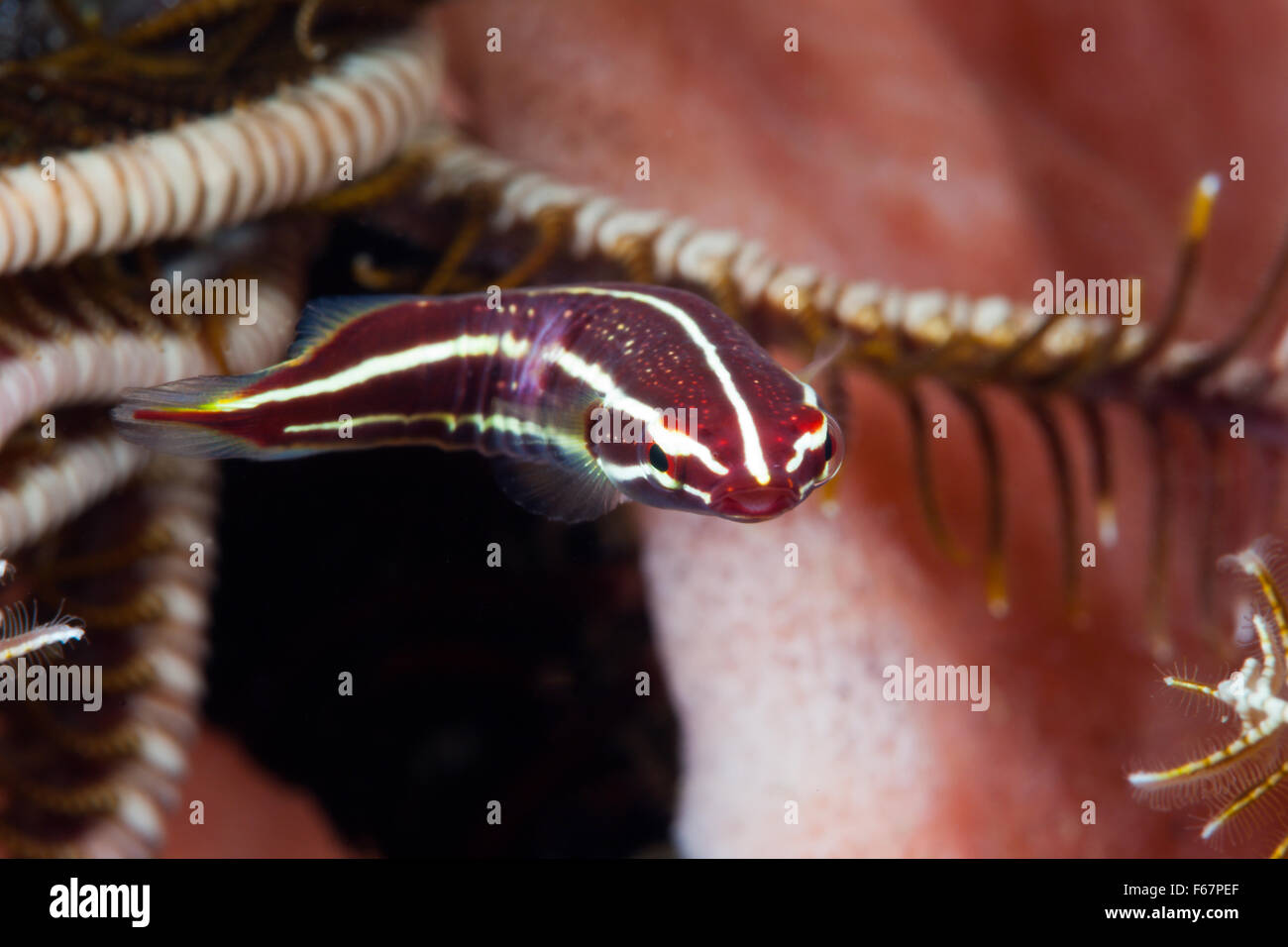 Crinoid Clingfish, Discotrema crinophila, Bali, Indonesia Stock Photo ...