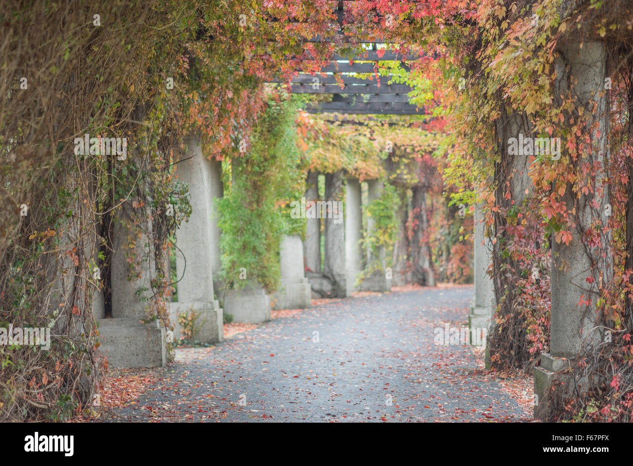 Pergola overgrown by colorful autumn creeper Wroclaw Centennial Hall ...