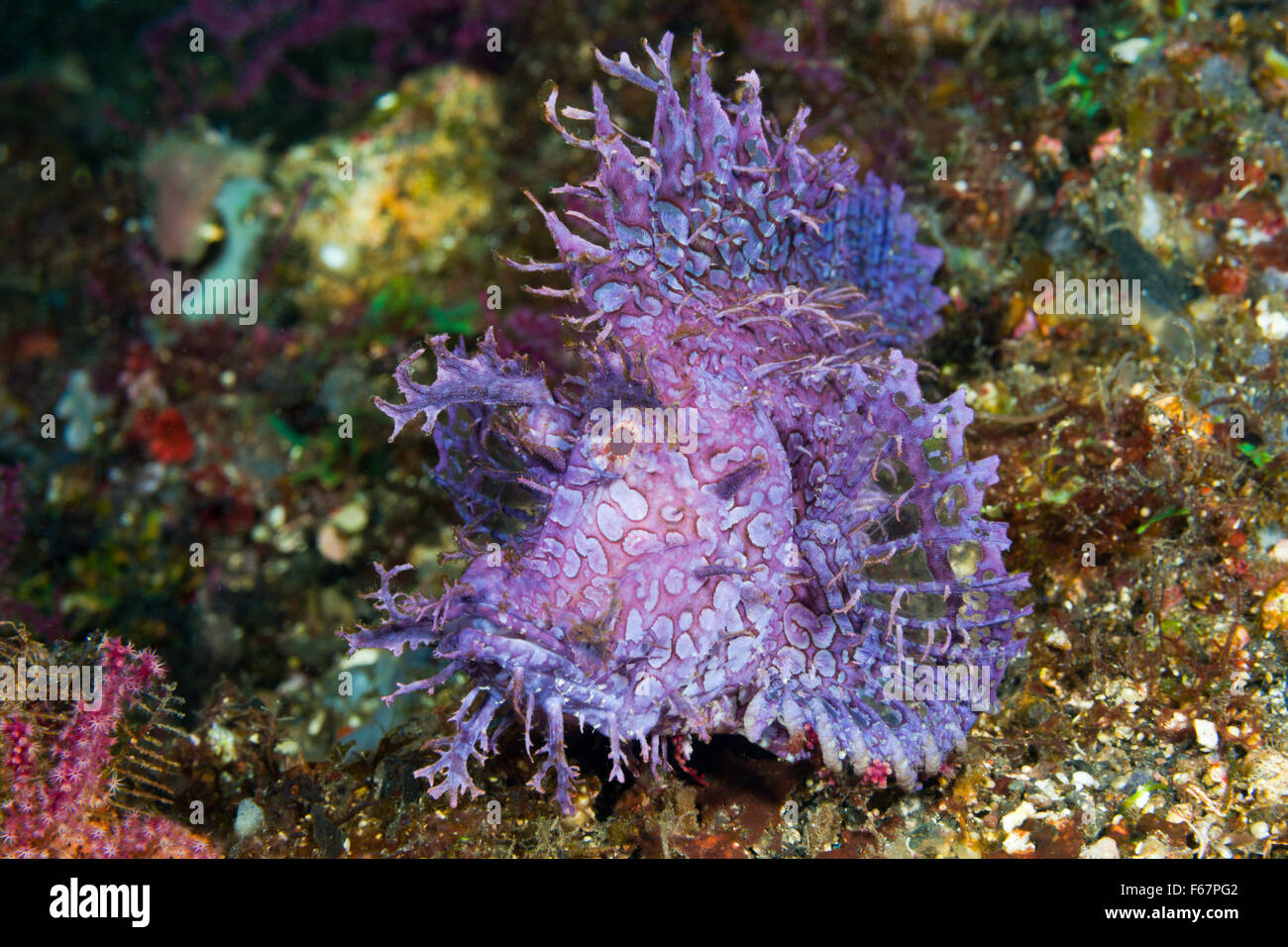 Weedy Scorpionfish, Rhinopias frondosa, Bali, Indonesia Stock Photo - Alamy