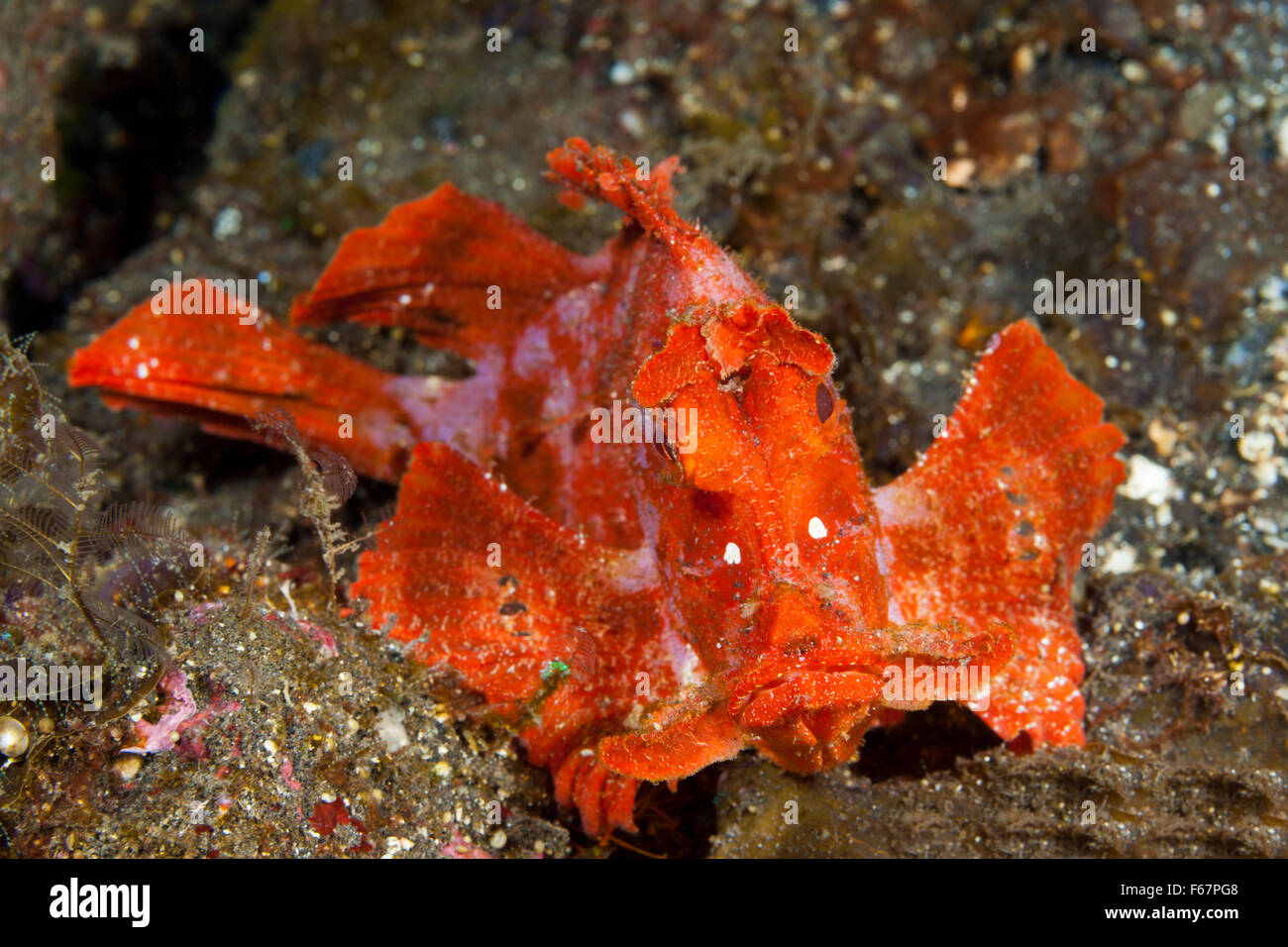 Paddle-flap Scorpionfish, Rhinopias eschmeyeri, Bali, Indonesia Stock ...