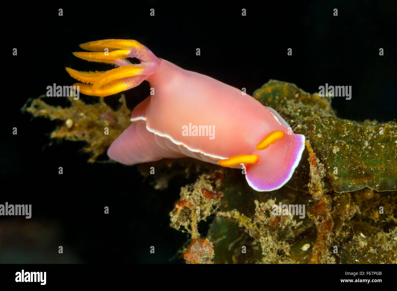 Pink Dorid Nudibranch, Hypselodoris bullockii, Bali, Indonesia Stock ...