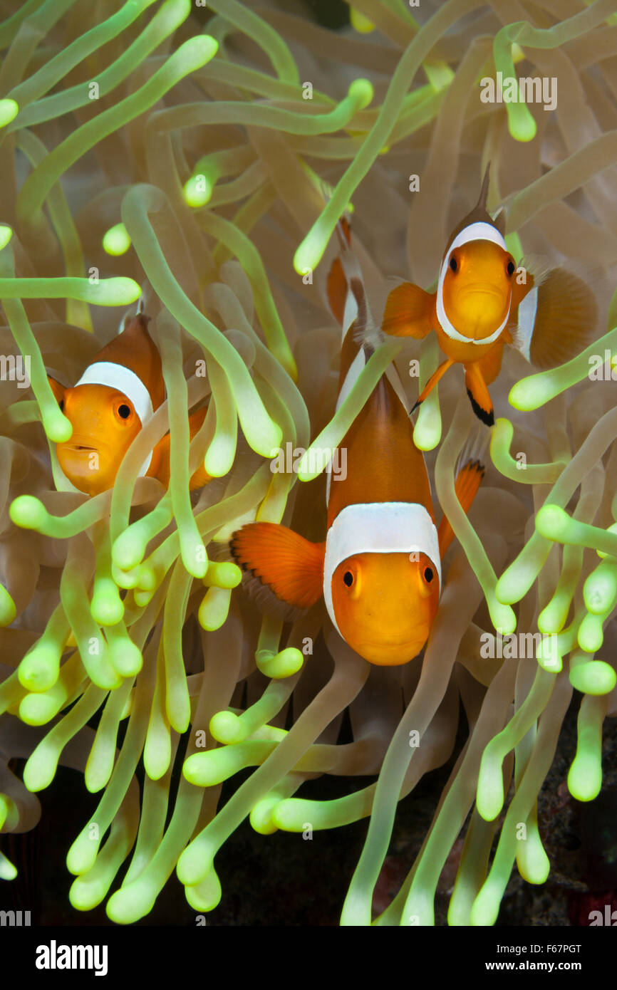 Close Up Clownfish