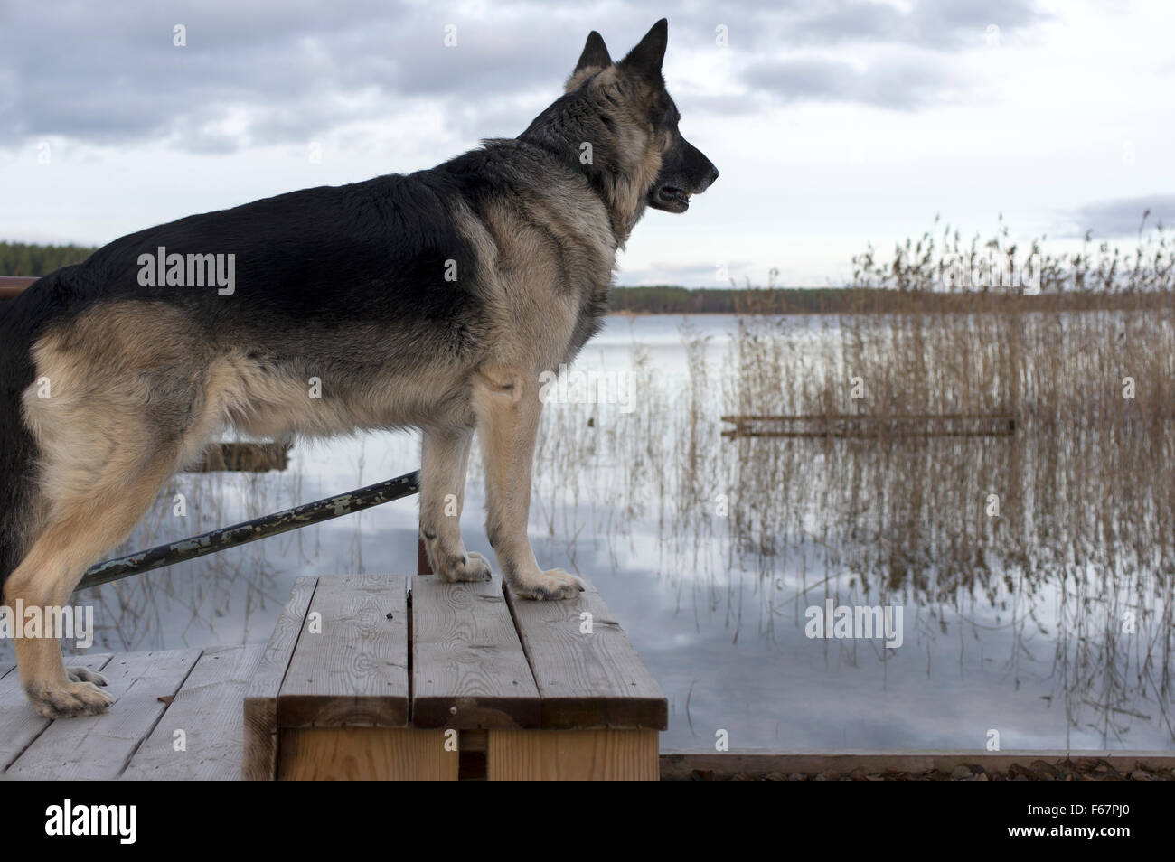 Shepherd Dog On Alert Stock Photo - Alamy