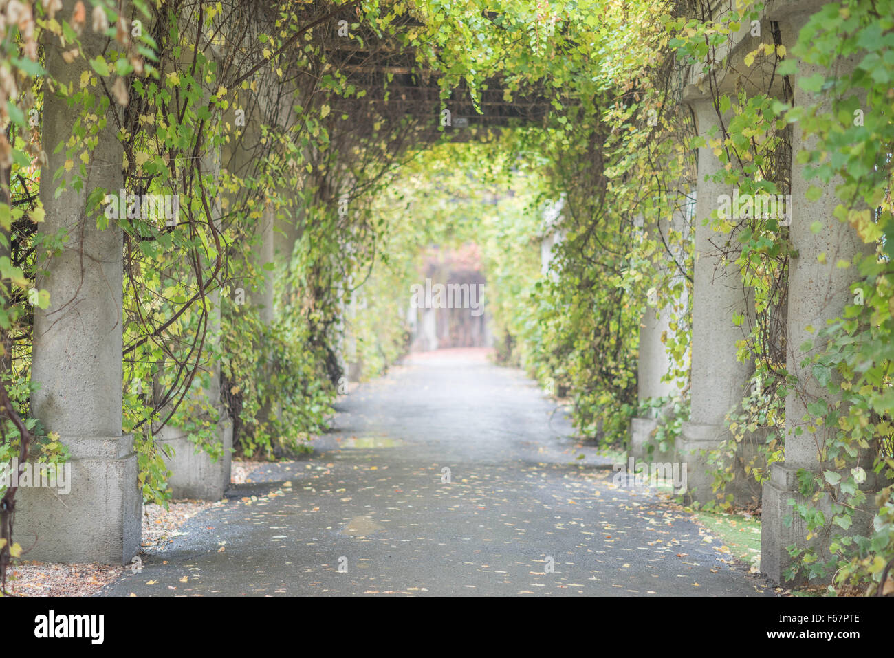 Pergola with creeper hi-res stock photography and images - Alamy