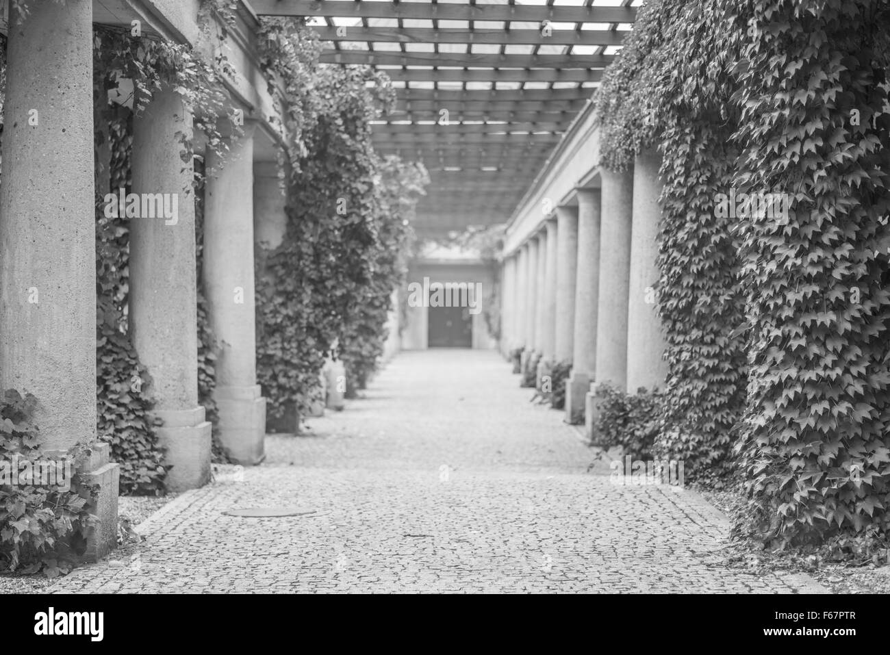 Pergola with creeper hi-res stock photography and images - Alamy