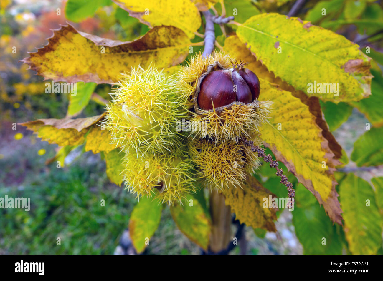 Sweet chestnuts on branch with autumn leaves Stock Photo - Alamy