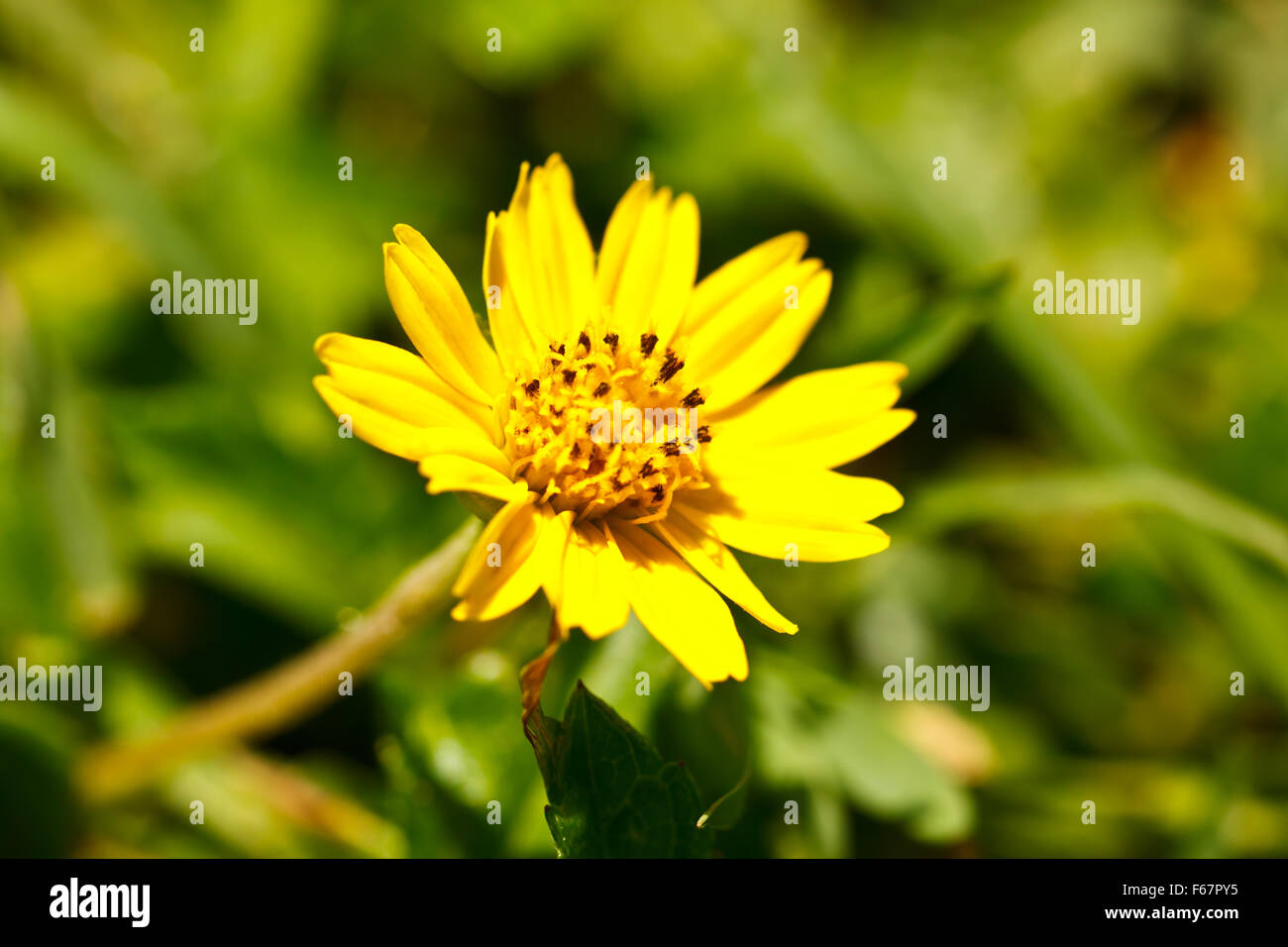 yellow flower in garden Stock Photo - Alamy
