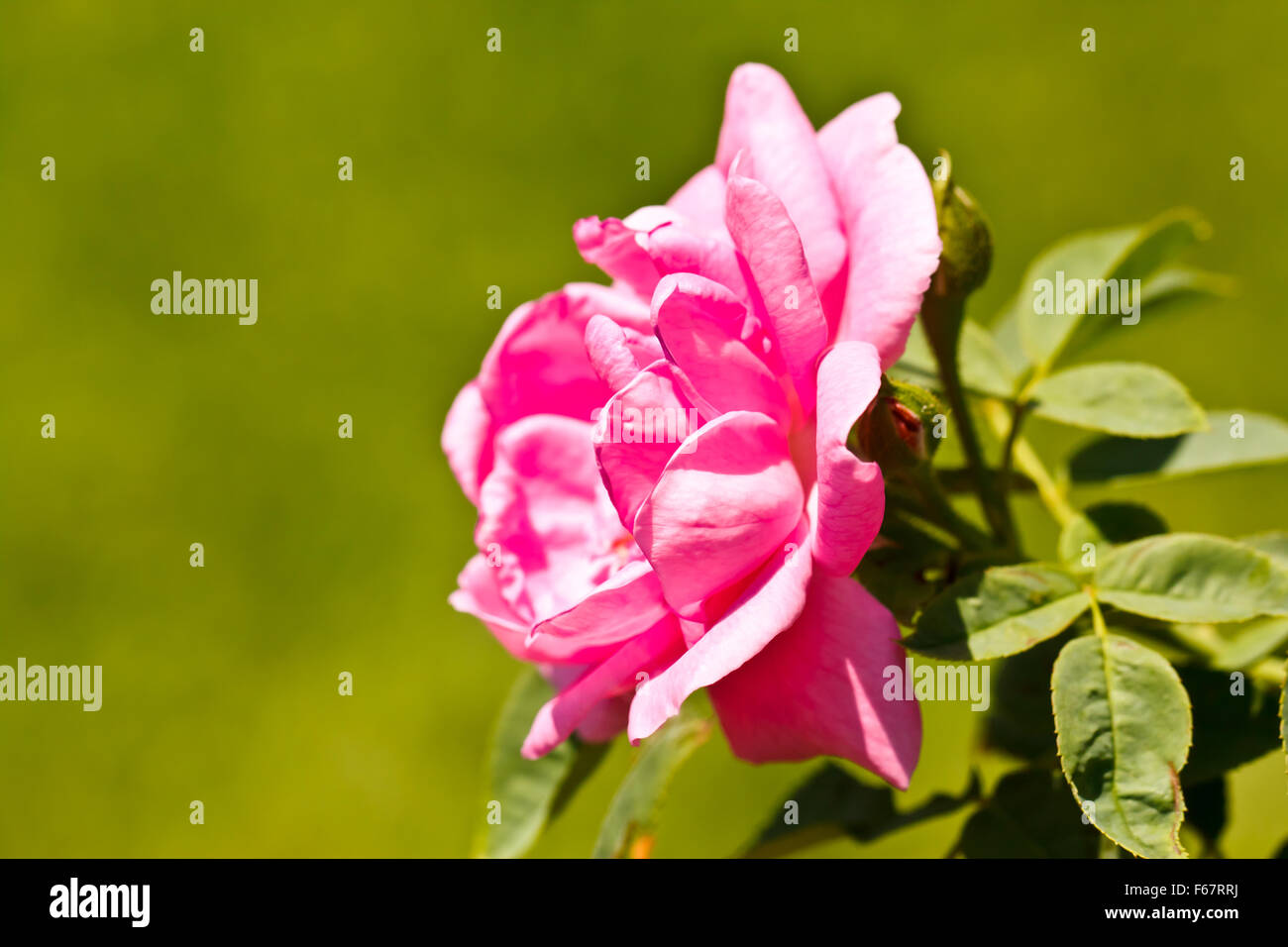 pink rose in garden Stock Photo - Alamy